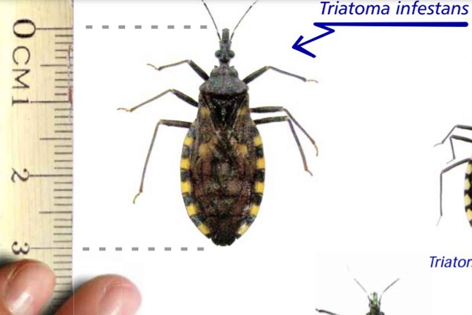 Salud pidió precaución ante la aparición de vinchucas - Reporter Patagonia