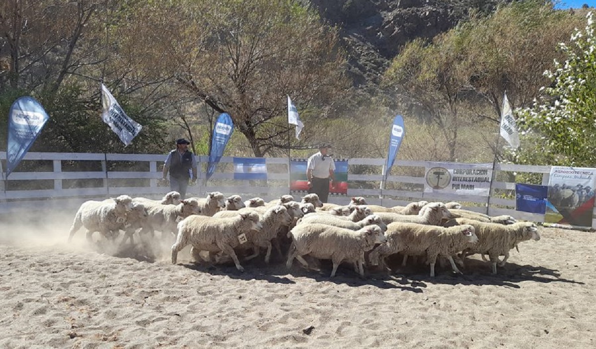 Aluminé realizó la 9° Feria de Reproductores Ovinos, Caprinos ...