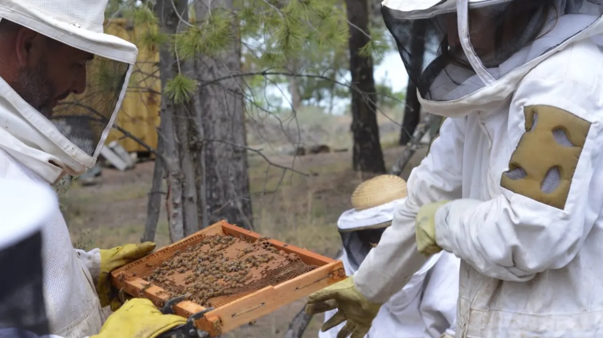 Apicultura: hasta el 5 de febrero se puede actualizar el registro en ...